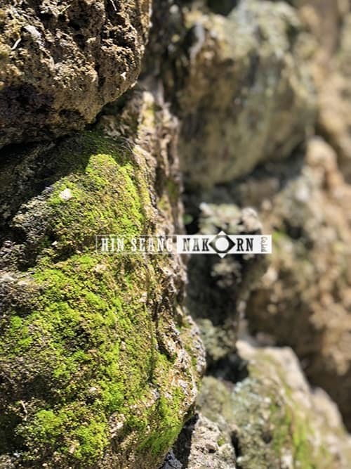 Chalk Fossil Stone - HSN-Indonesia